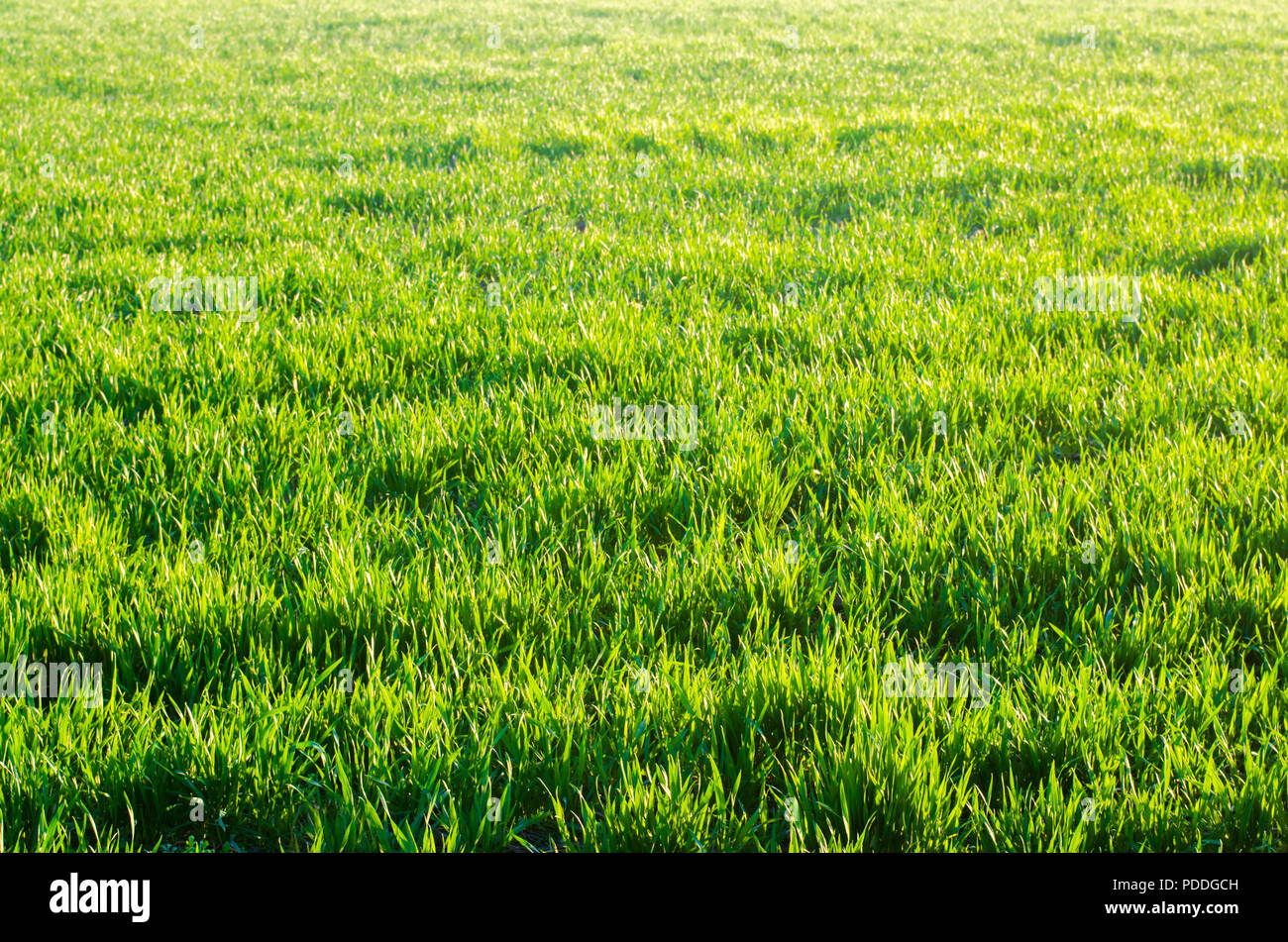 green grass texture, spring, sunny weather, natural wallpaper for ...