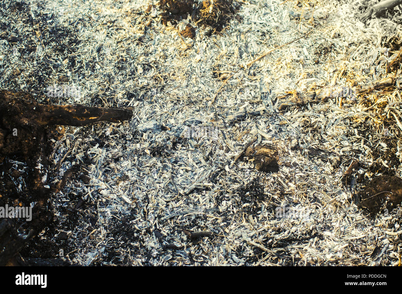 texture of the ashes, remains of fire, burnt tree, background for ...