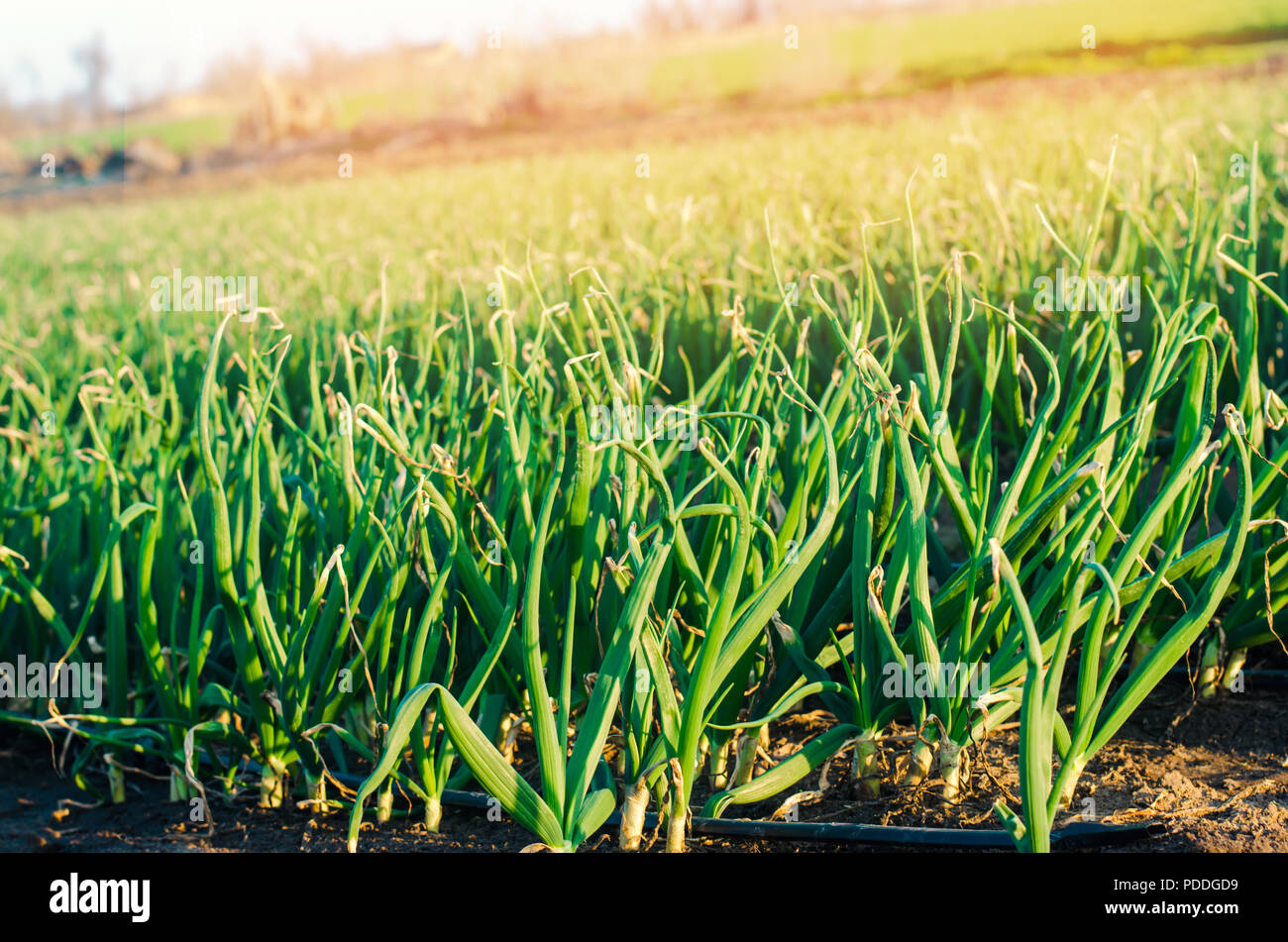 fresh young onions grow in the field in rows, agriculture, good harvest ...