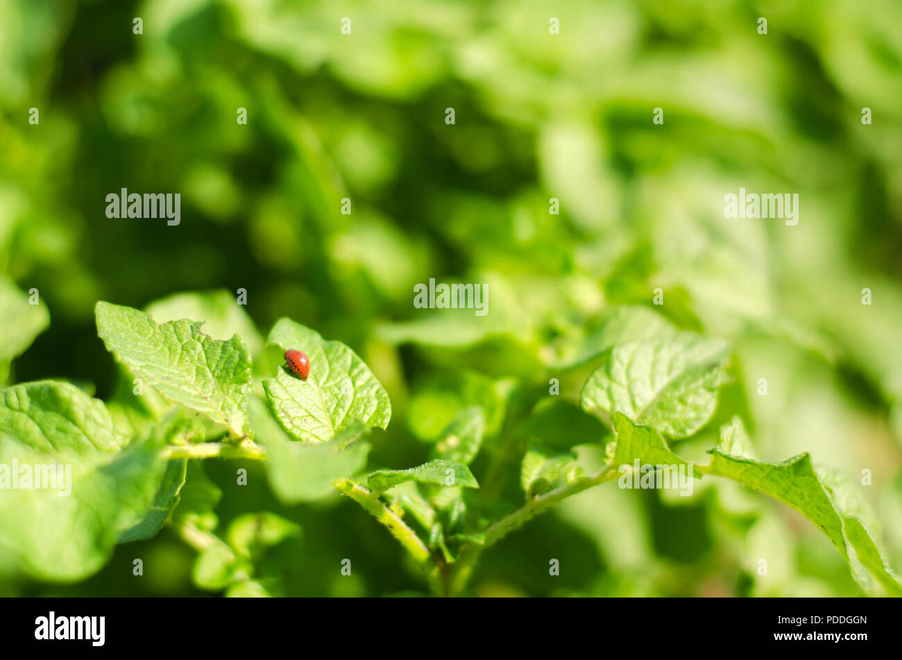 The Colorado potato beetles (Leptinotarsa decemlineata) on a close-up ...