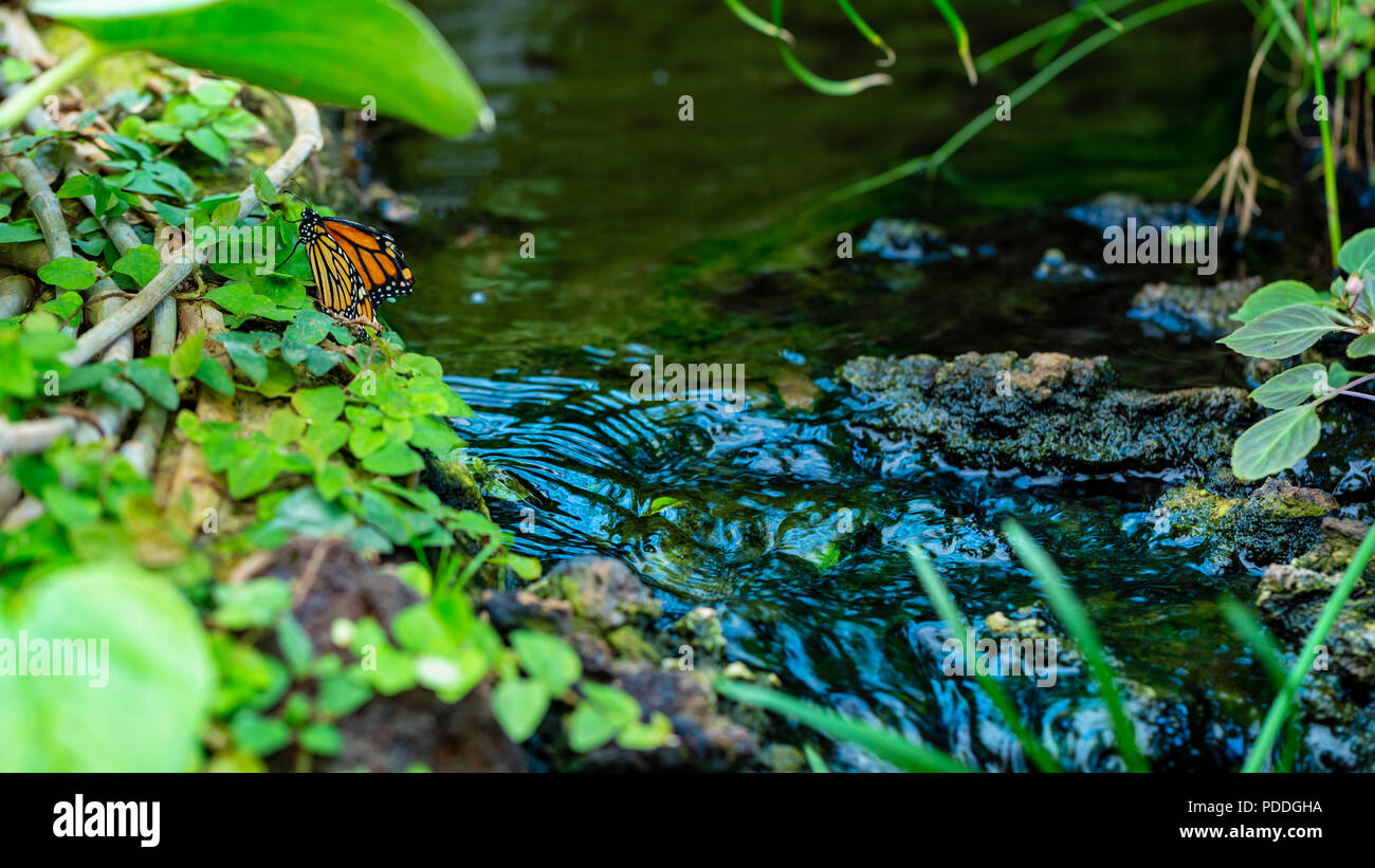 Orange butterfly are setting near brook in jungle Stock Photo - Alamy