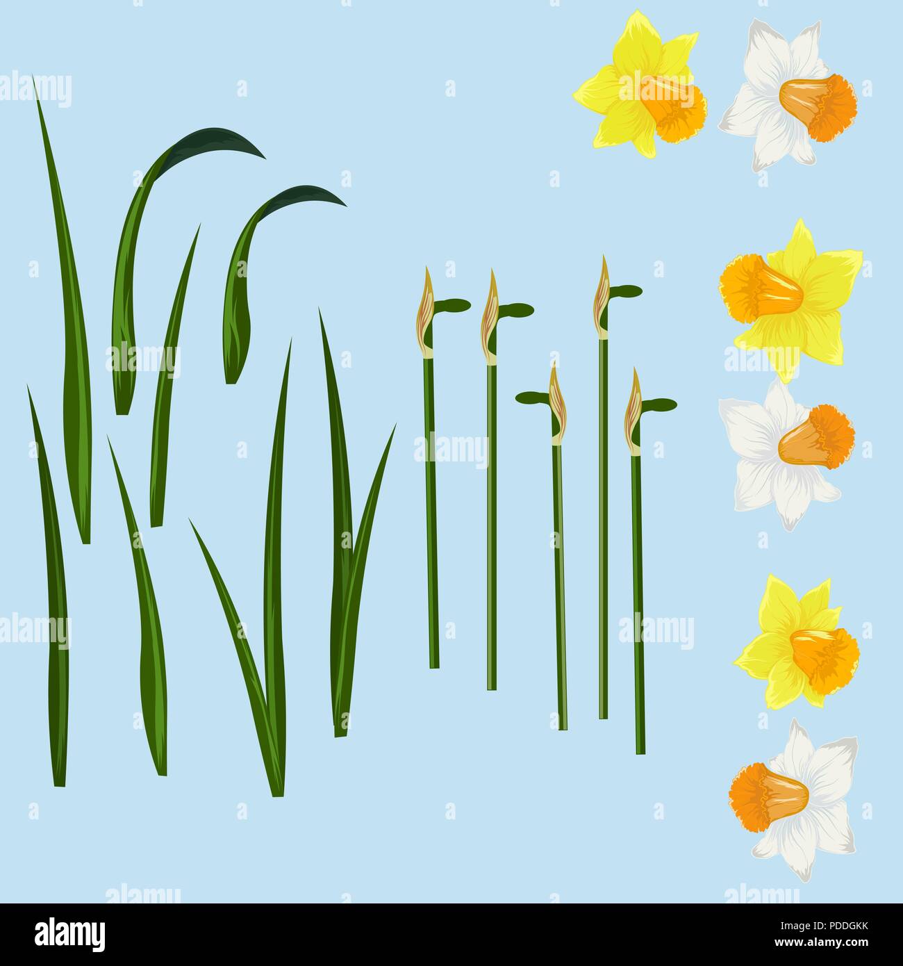 Decorative vector isolated flowers set. narcissus Stock Vector Image ...