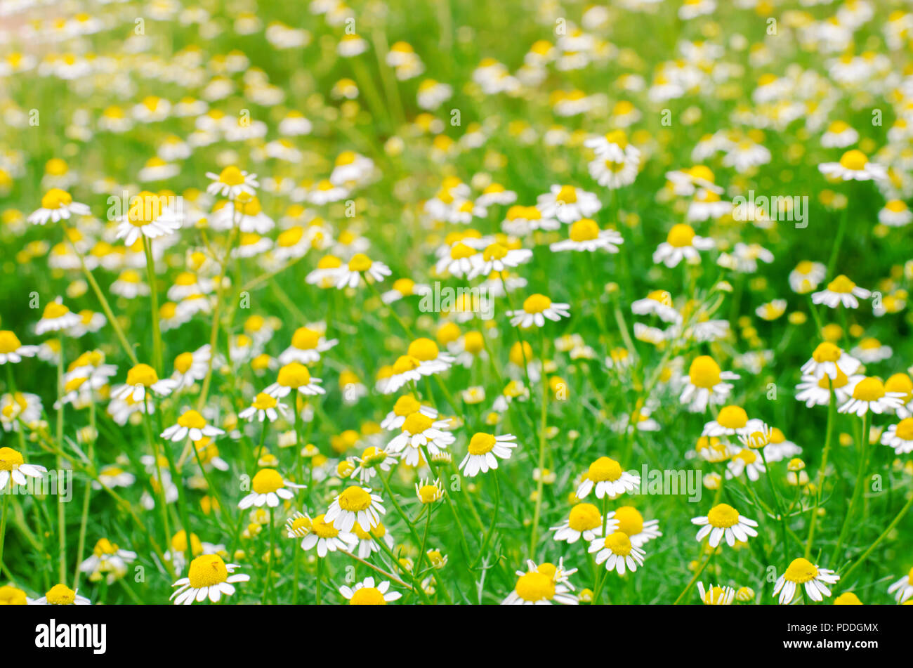 field of chamomile close-up. beautiful meadow on a sunny day. summer ...