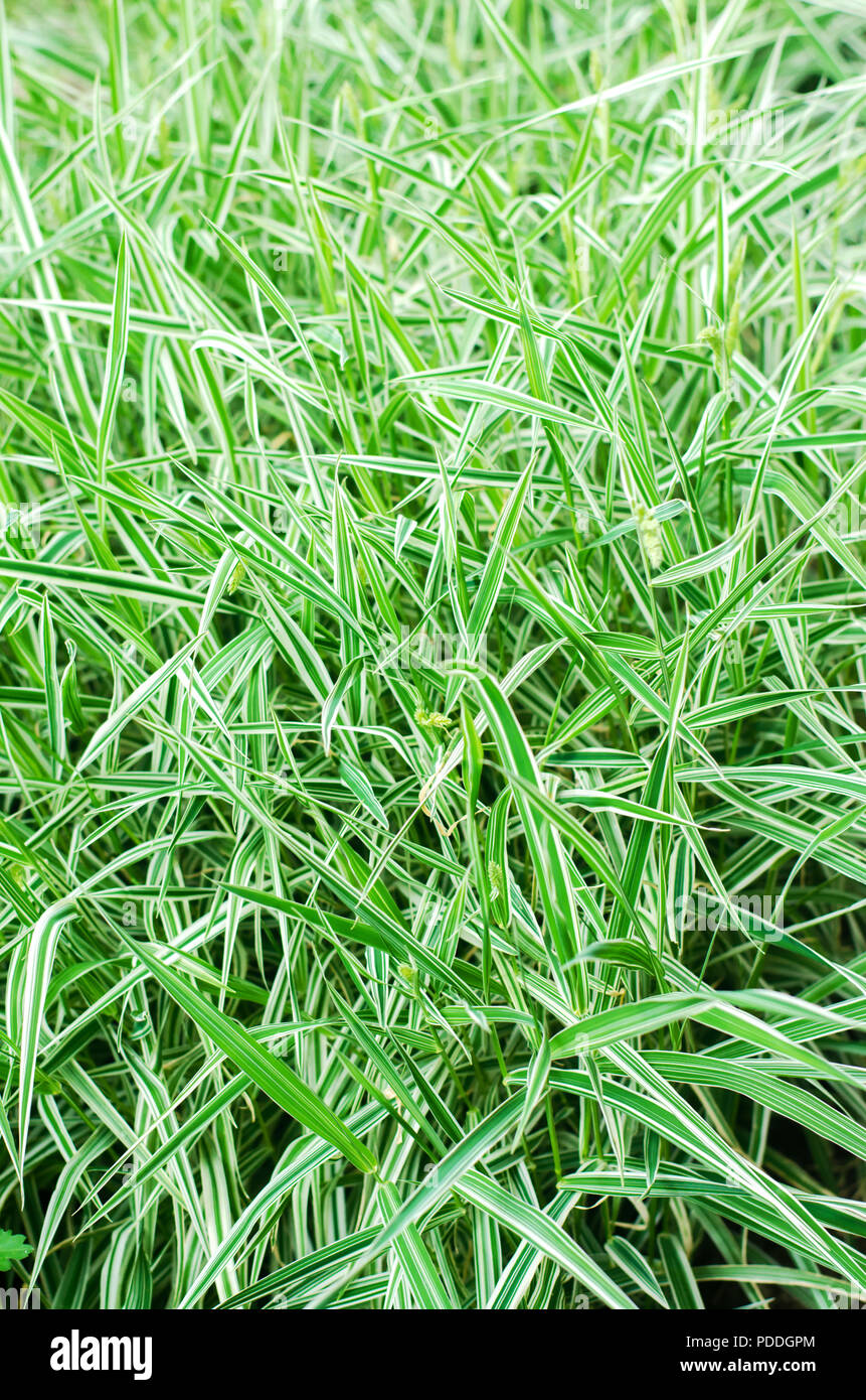 Glyceria maxima Variegata, long-term grass, ornamental grass, selective ...
