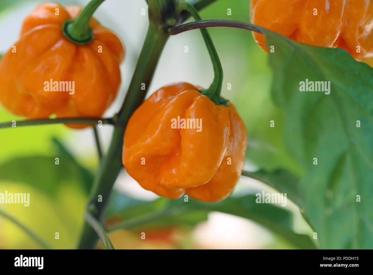 Carolina Reaper Pepper Stock Photo - Alamy