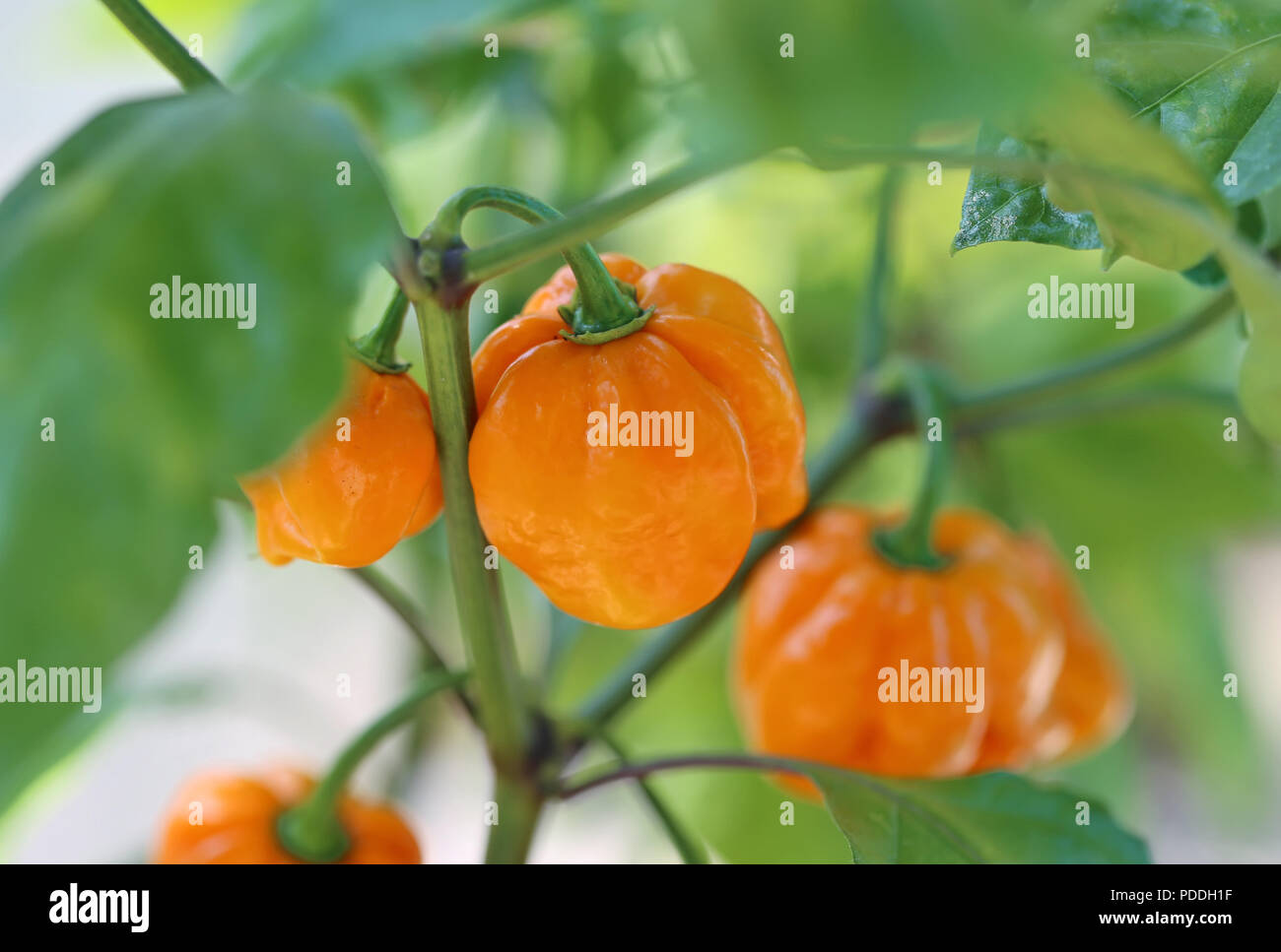 Carolina reaper pepper hi-res stock photography and images - Alamy