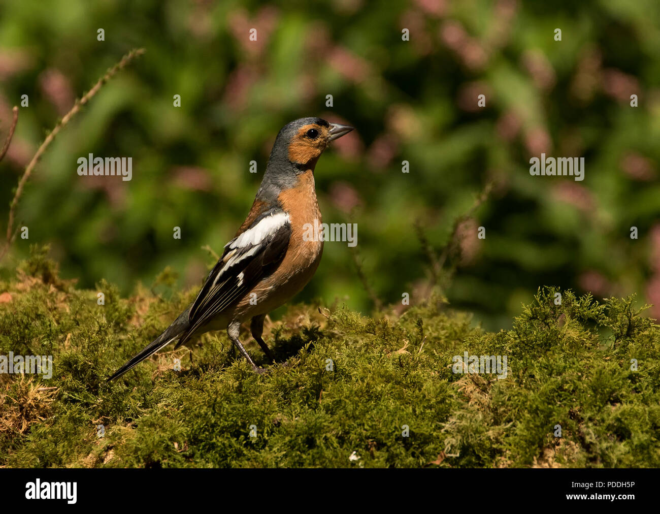 Chaffinch woodland hi-res stock photography and images - Alamy