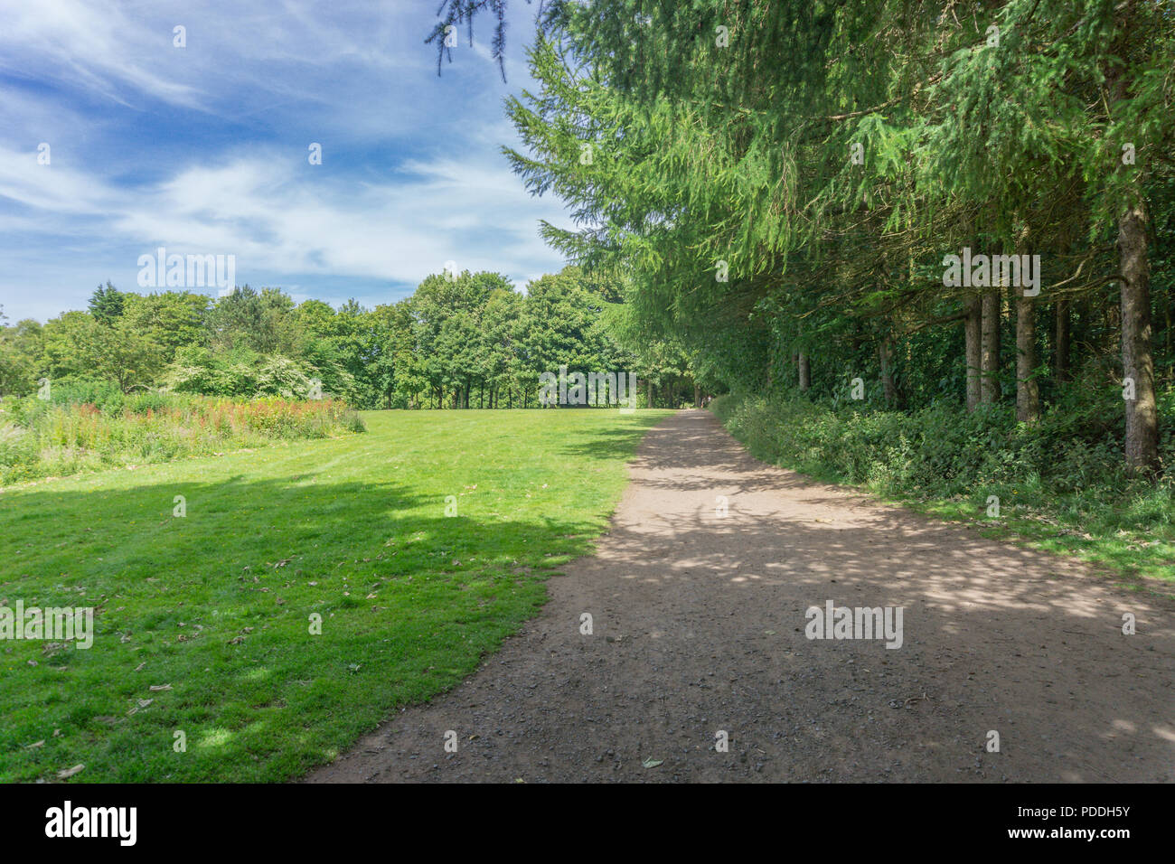 Scottish Tree lined Footpath with Sunlight and Shadows within a ...