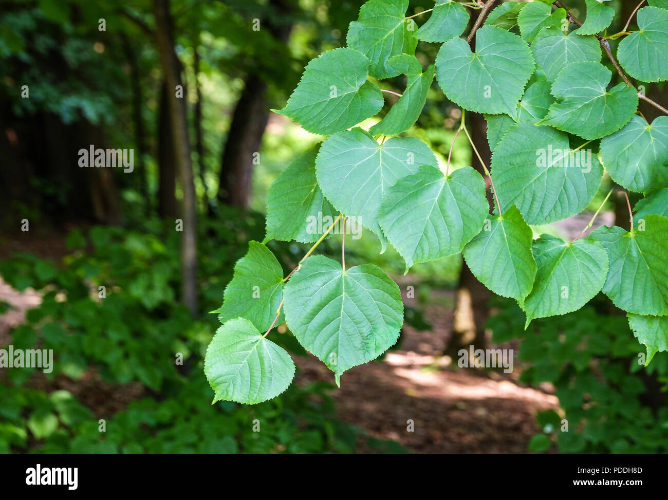 Leaves swaying hi-res stock photography and images - Alamy