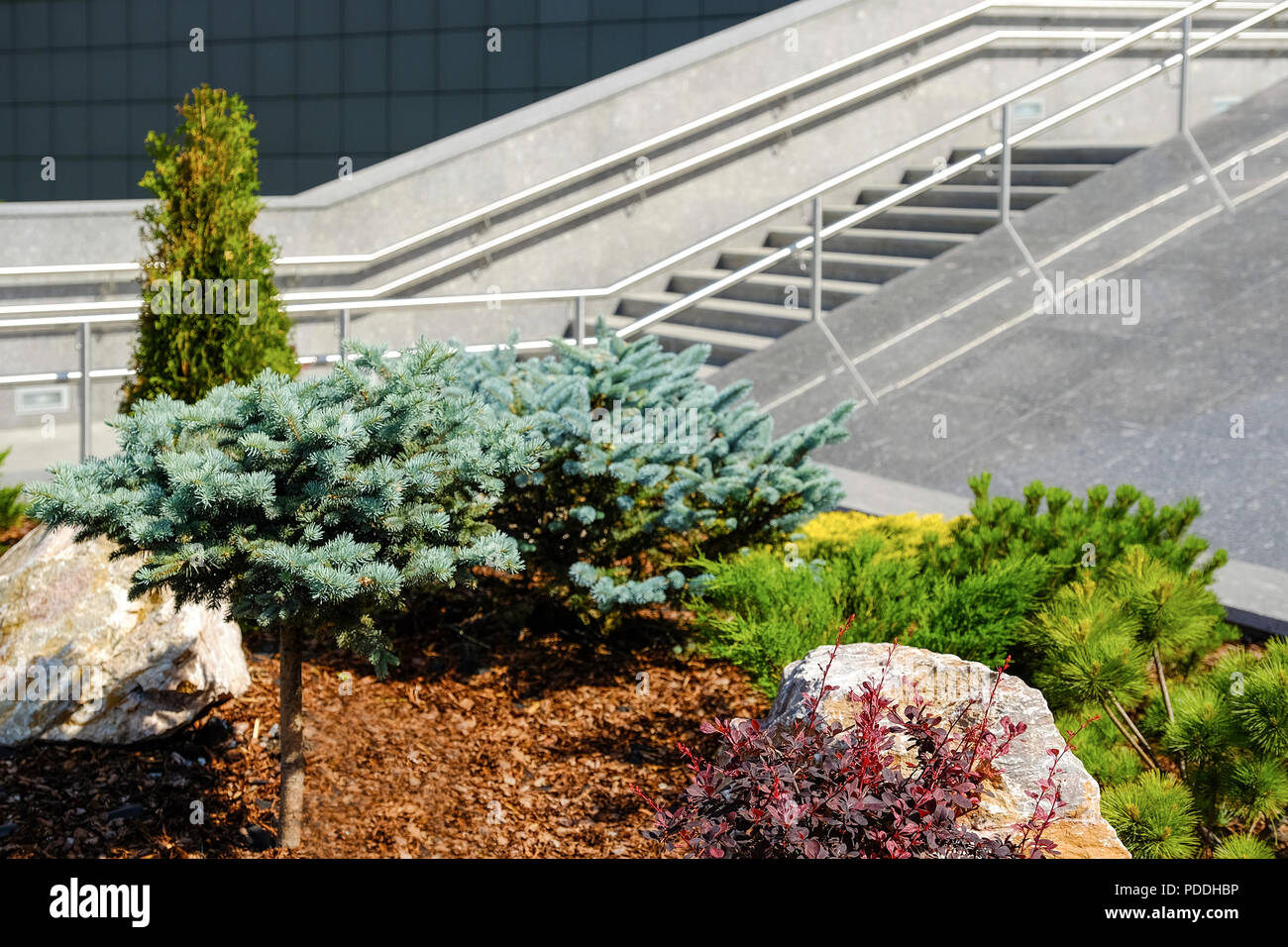 Landscape design. Bushes, rocks dwarf spruce fern. On the background of ...