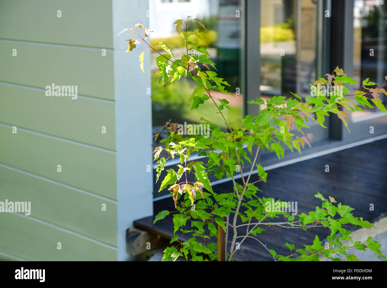 Beautiful lush green leaves swaying hi-res stock photography and images ...