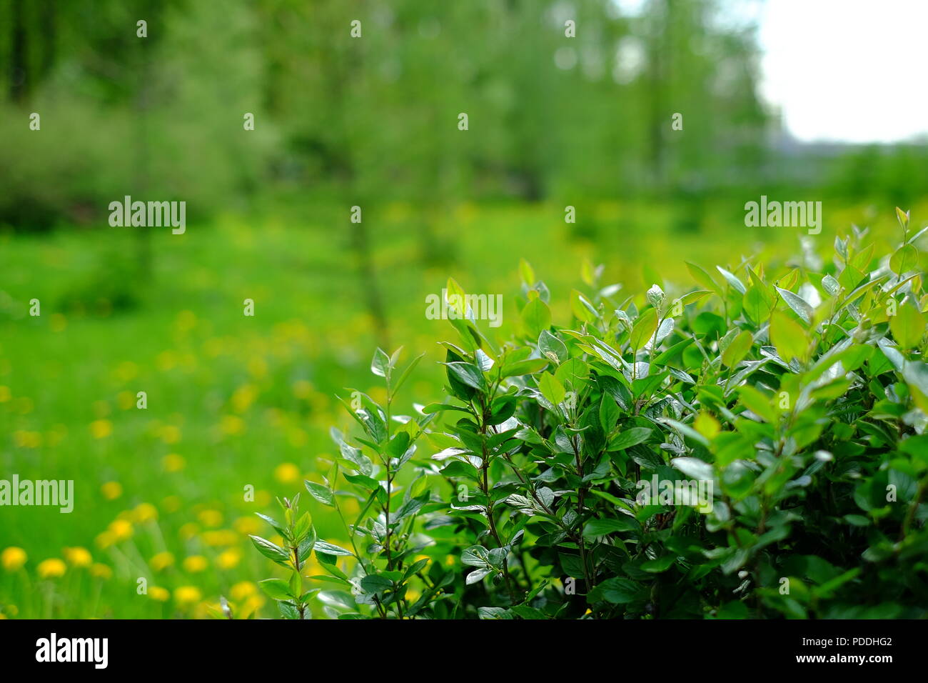 Reserved forests hi-res stock photography and images - Alamy