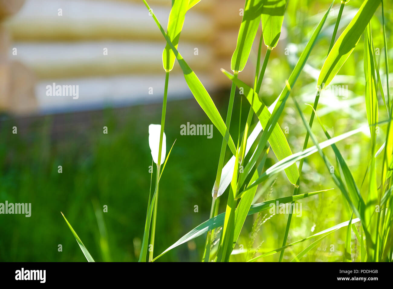 Swaying bright golden grass hi-res stock photography and images - Alamy