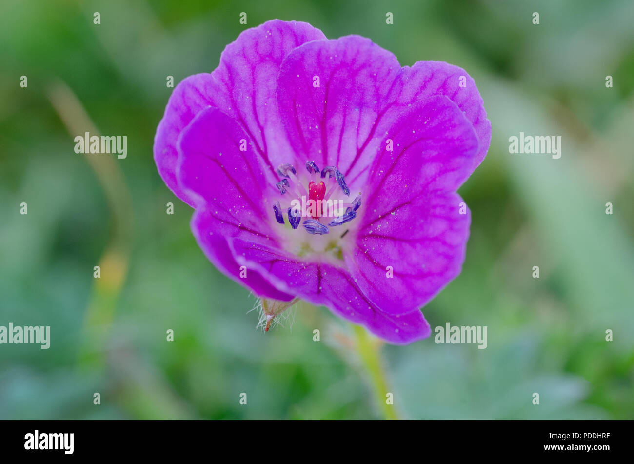 Blood red cranesbill geranium hi-res stock photography and images - Alamy
