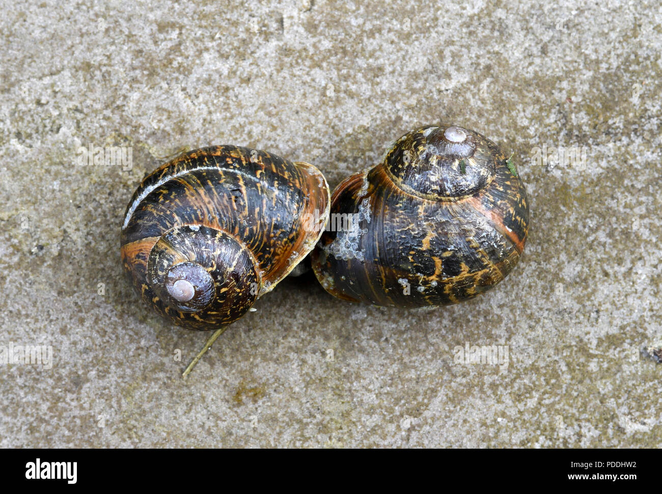 garden or common snail;cornu aspersum;mating;north uist;scotland Stock ...