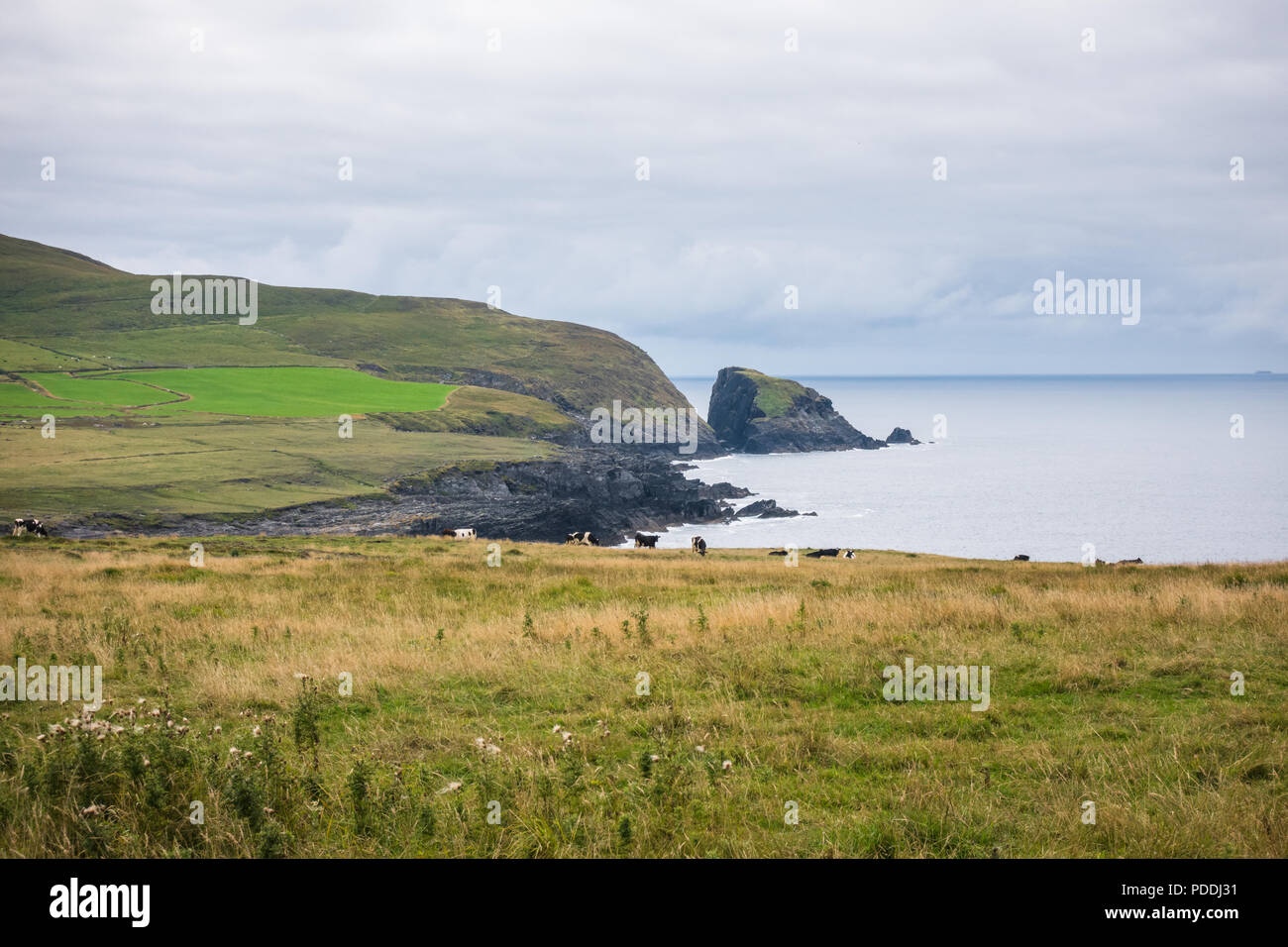 Irish cow cows ireland hi-res stock photography and images - Alamy