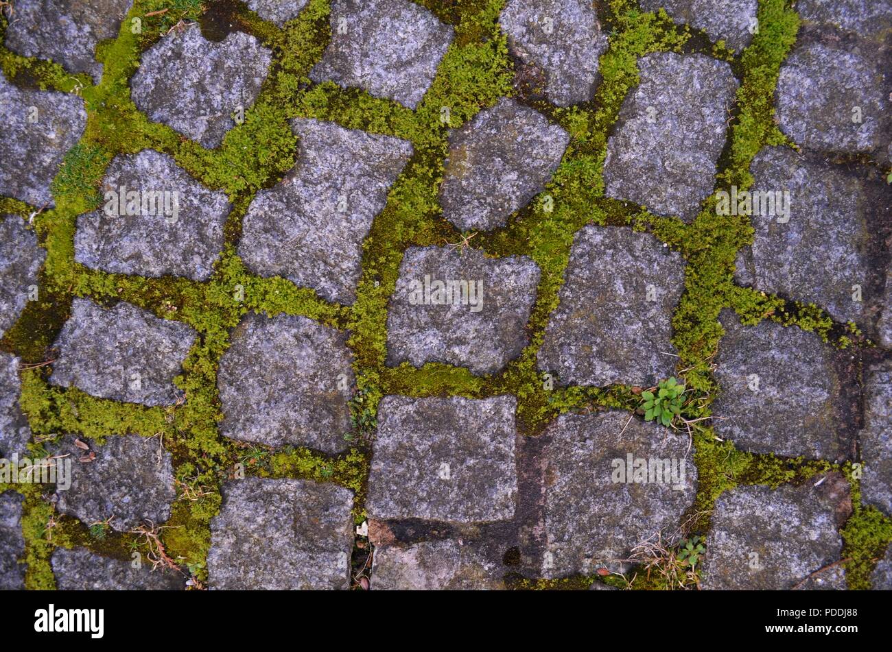 Grass growing between bricks hi-res stock photography and images - Alamy