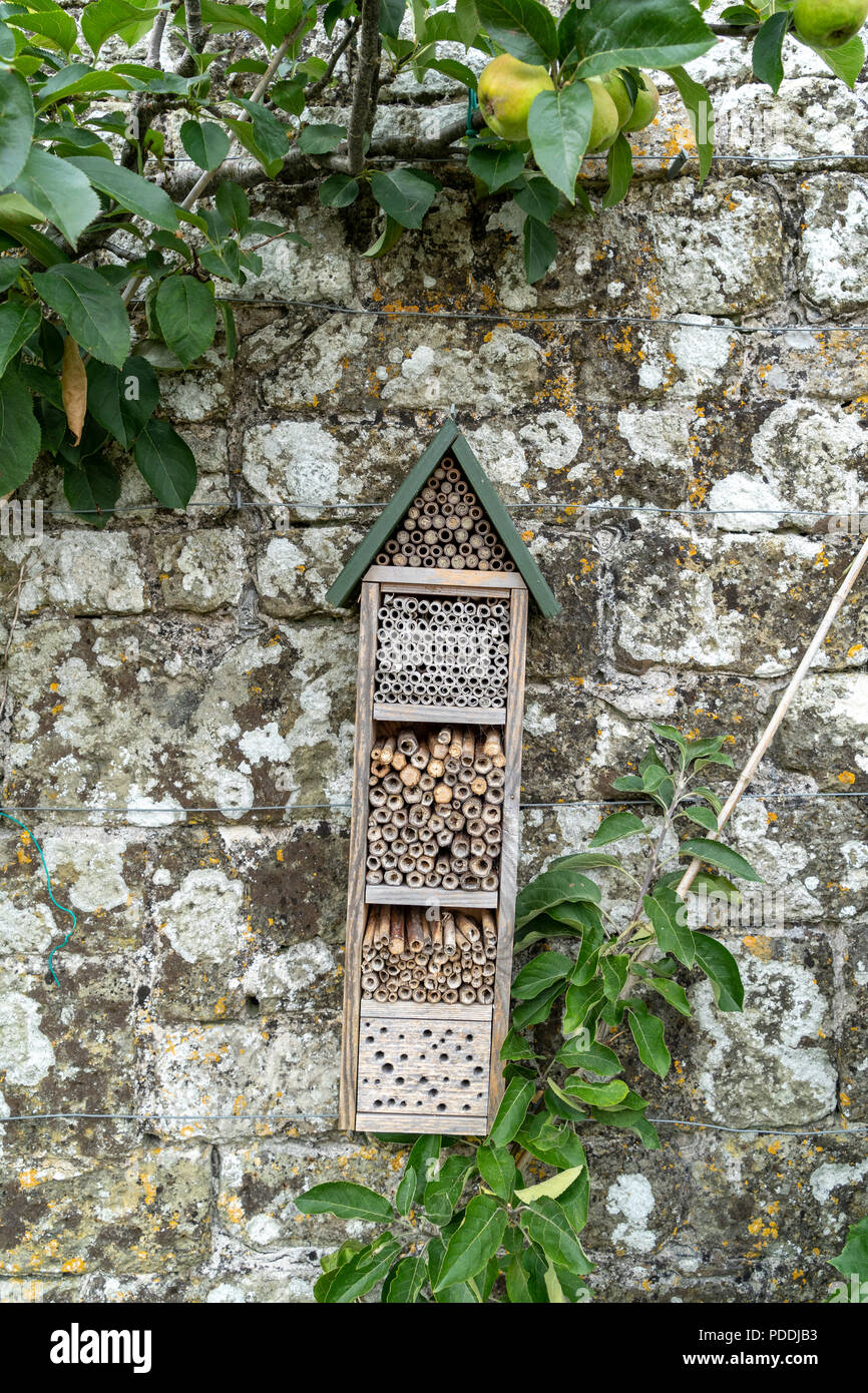 Mounted insects hi-res stock photography and images - Alamy