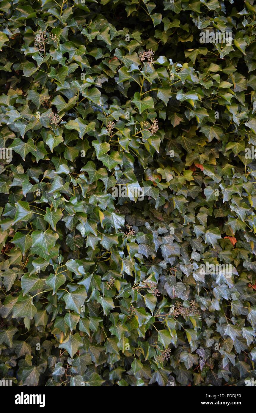 dark green ivy growing on a wall in a vertical format Stock Photo - Alamy