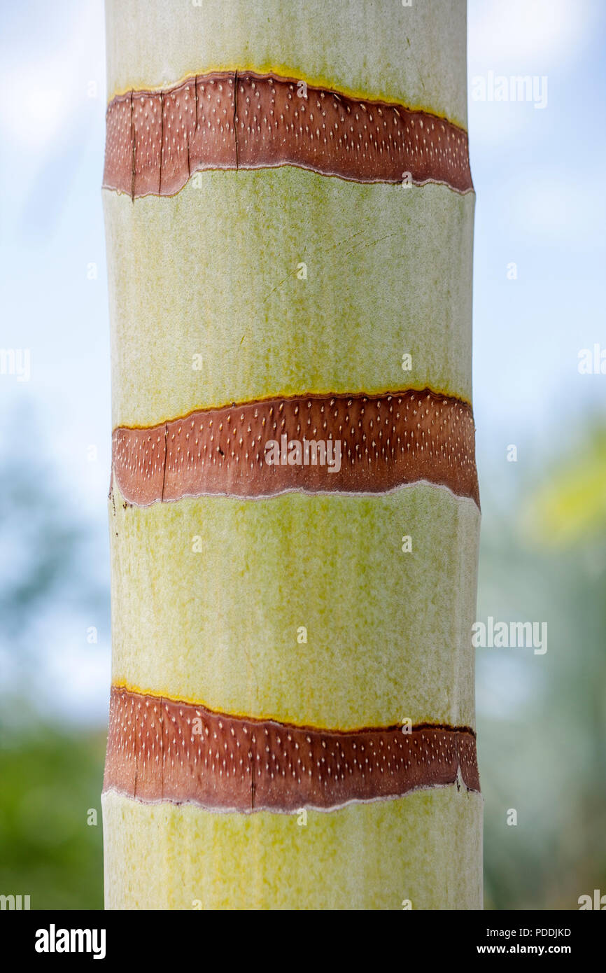 Miami Florida,Shops at Midtown,palm tree trunk,horticulture,landscaping ...