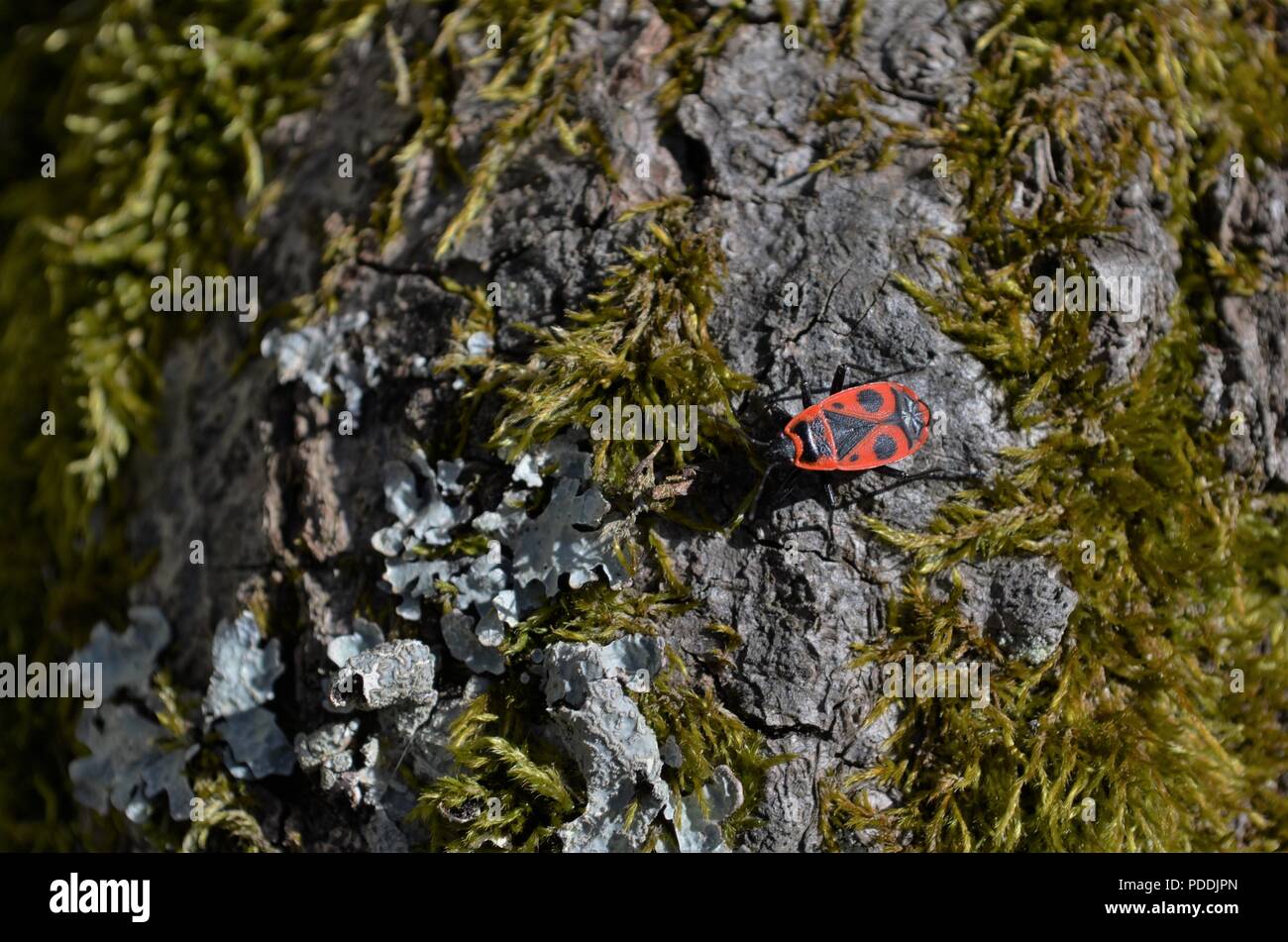 Fire beetle hi-res stock photography and images - Alamy