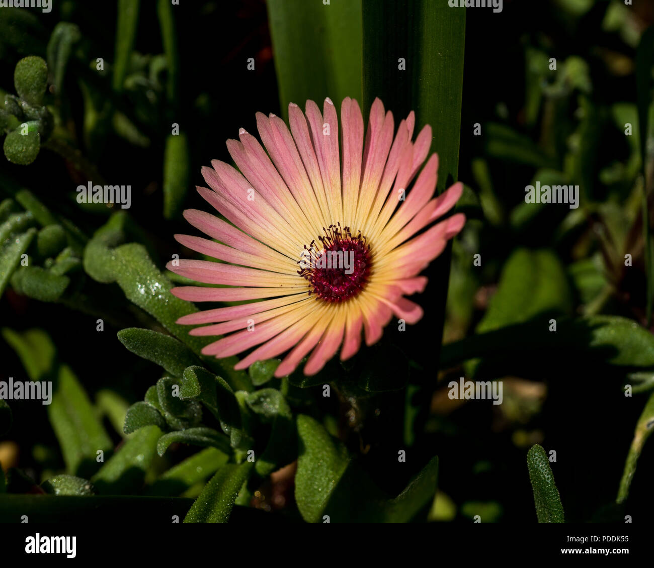 Livingstone daisy hi-res stock photography and images - Alamy