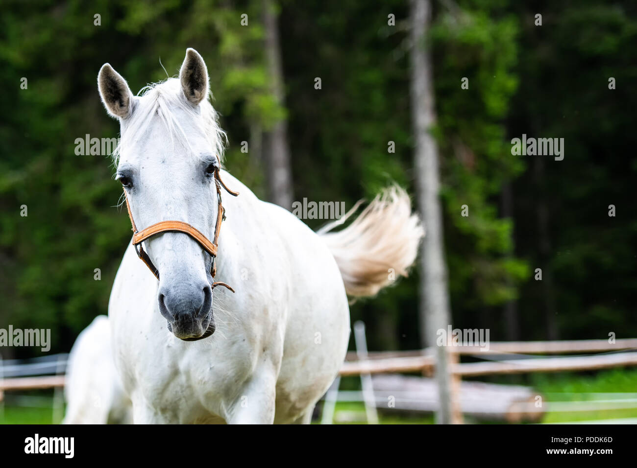 White Lipizzan Horse running in Stable Stock Photo - Alamy