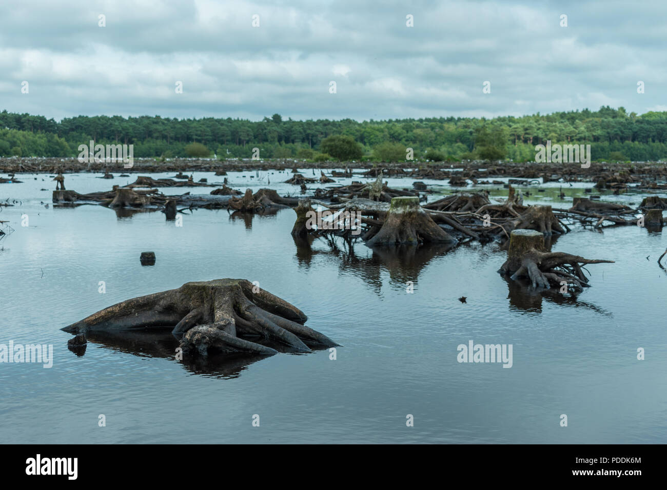Blakemere Moss in Delamere Forest, Cheshire, UK. After a long spell of ...