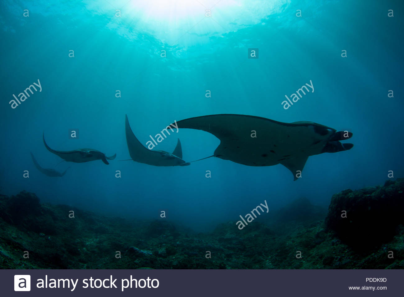 Males Mating High Resolution Stock Photography and Images - Alamy