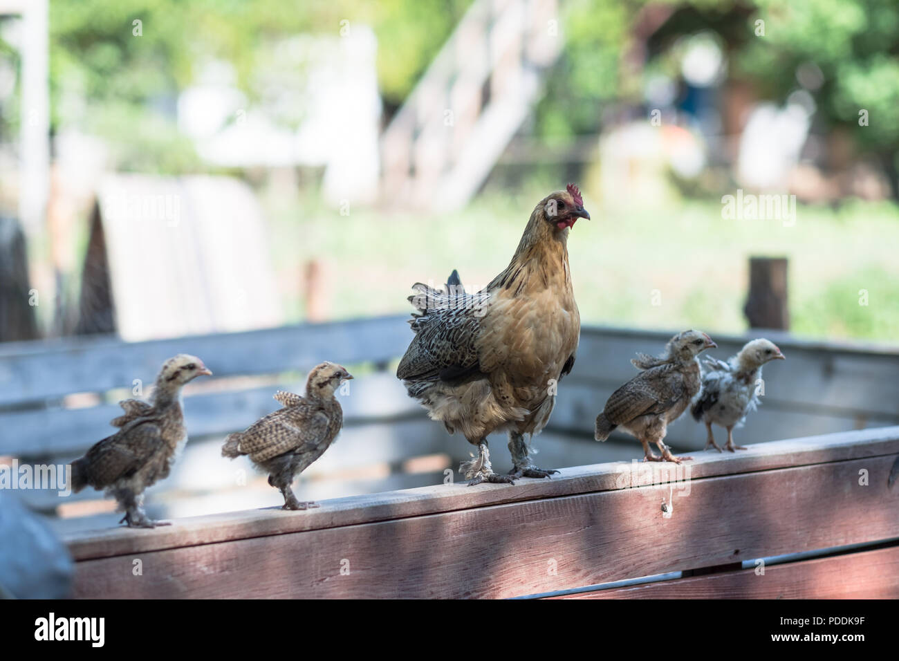 mother hen and her newly hatched chickens Stock Photo - Alamy