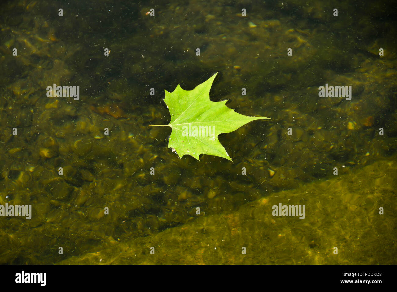 Bright green leaf floating on clear water Stock Photo - Alamy