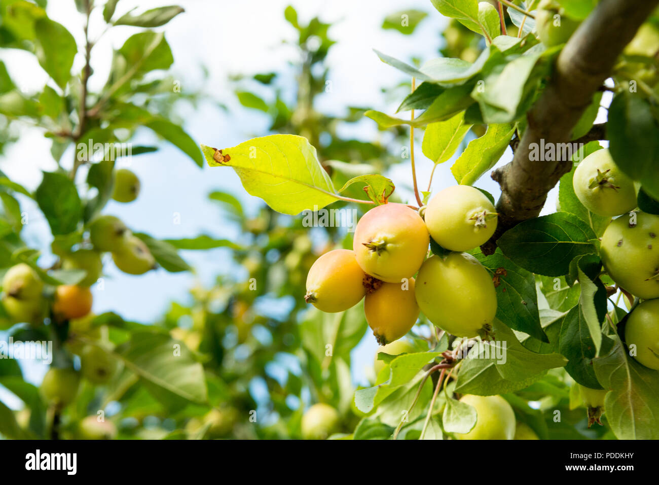 Crabapple tree brach with ripe apple fruit Stock Photo - Alamy