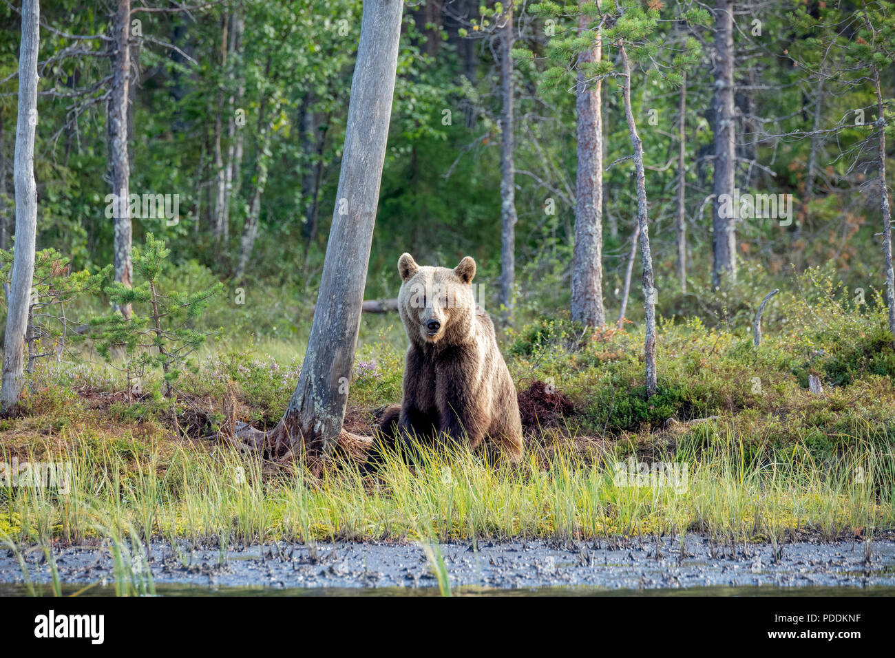 Bear forest trees hi-res stock photography and images - Alamy