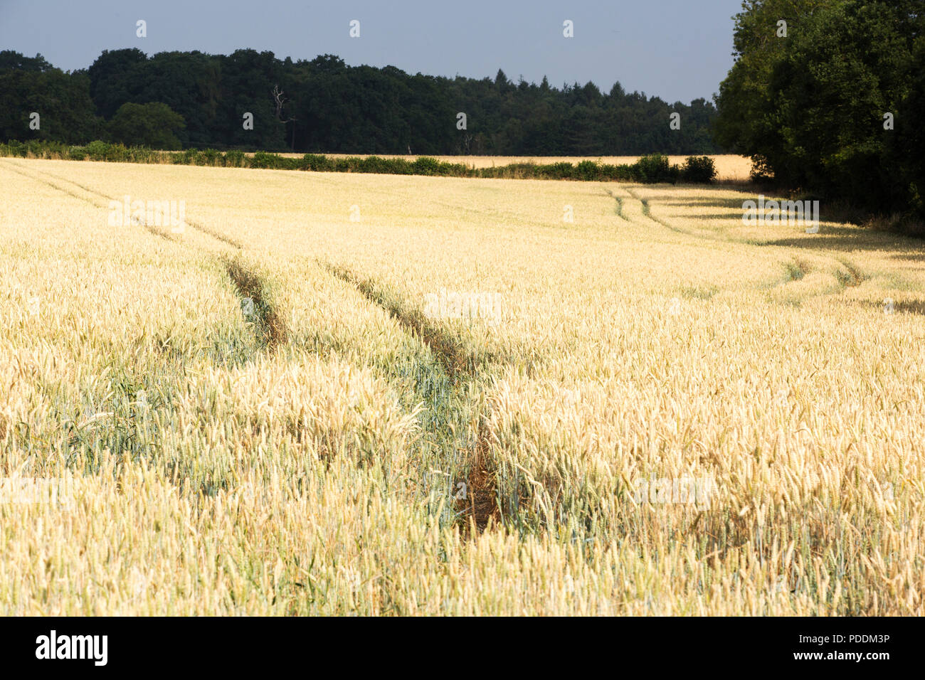 Wheat crops drying out in the hot dry weather, Woodhouse ...