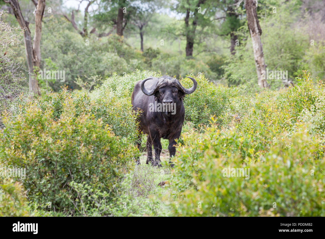 Front view of an African Buffalo in the bush Stock Photo - Alamy