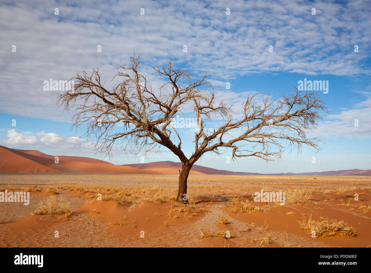 Single bare tree in Namib Desert in Nambia Stock Photo - Alamy