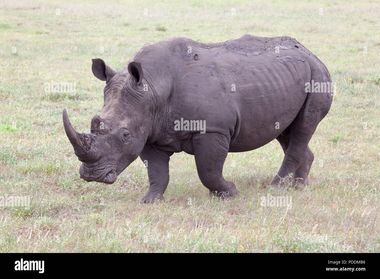 Rhino side view hi-res stock photography and images - Alamy