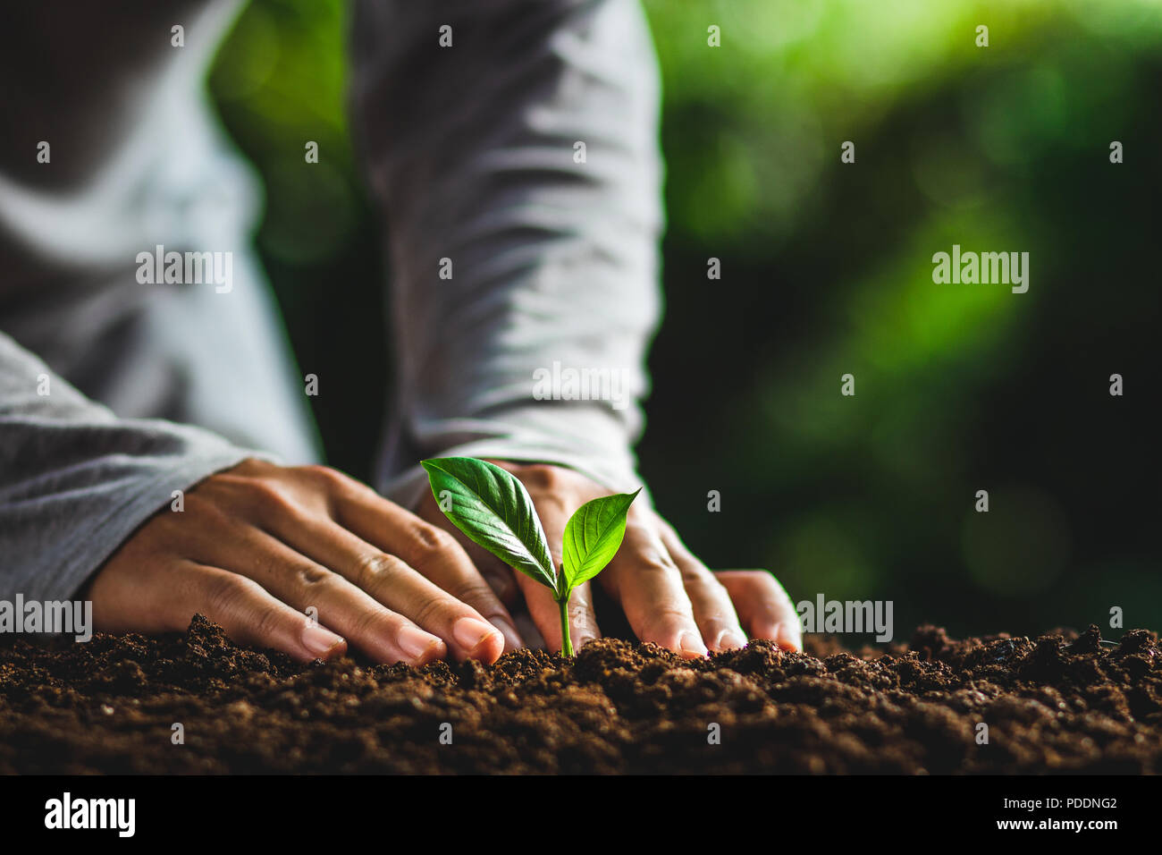 plant tree in neutral background Close-Up Of Fresh Green Plant Stock ...