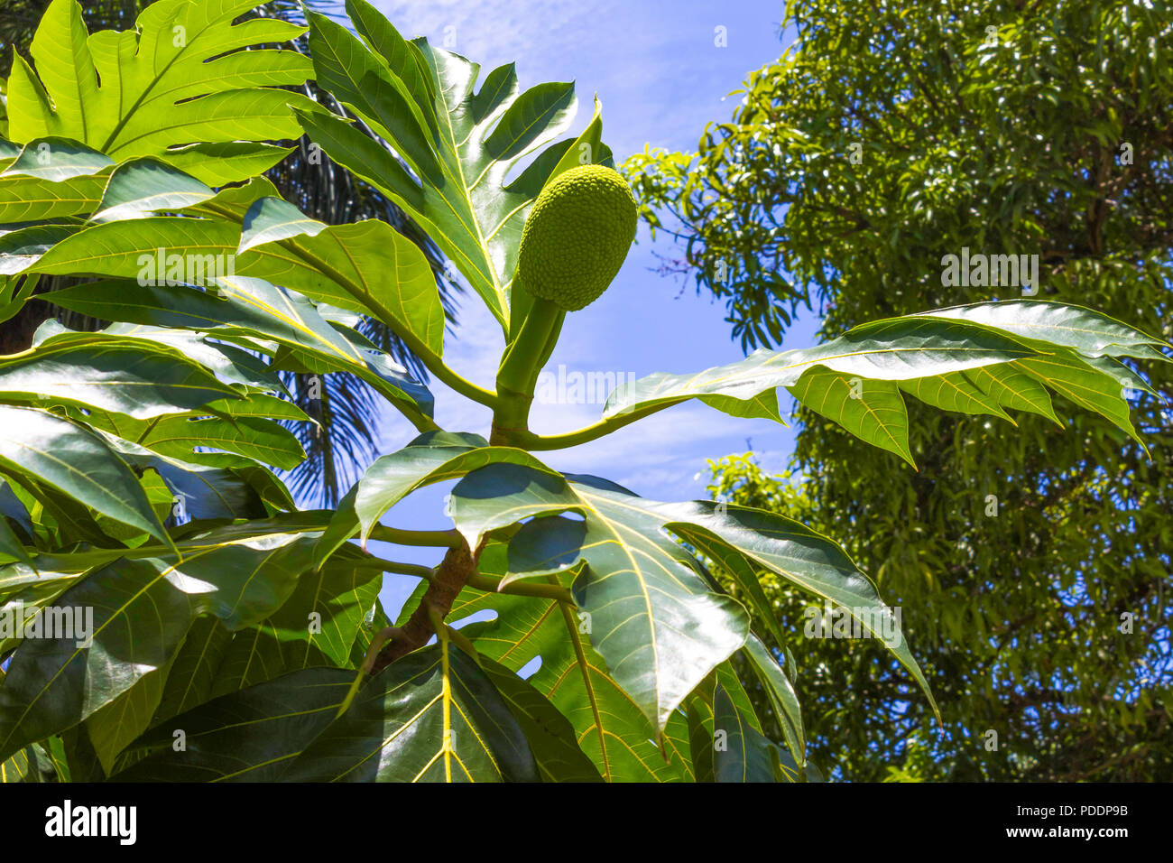 Bread fruit artocarpus altilis leaf hi-res stock photography and images ...