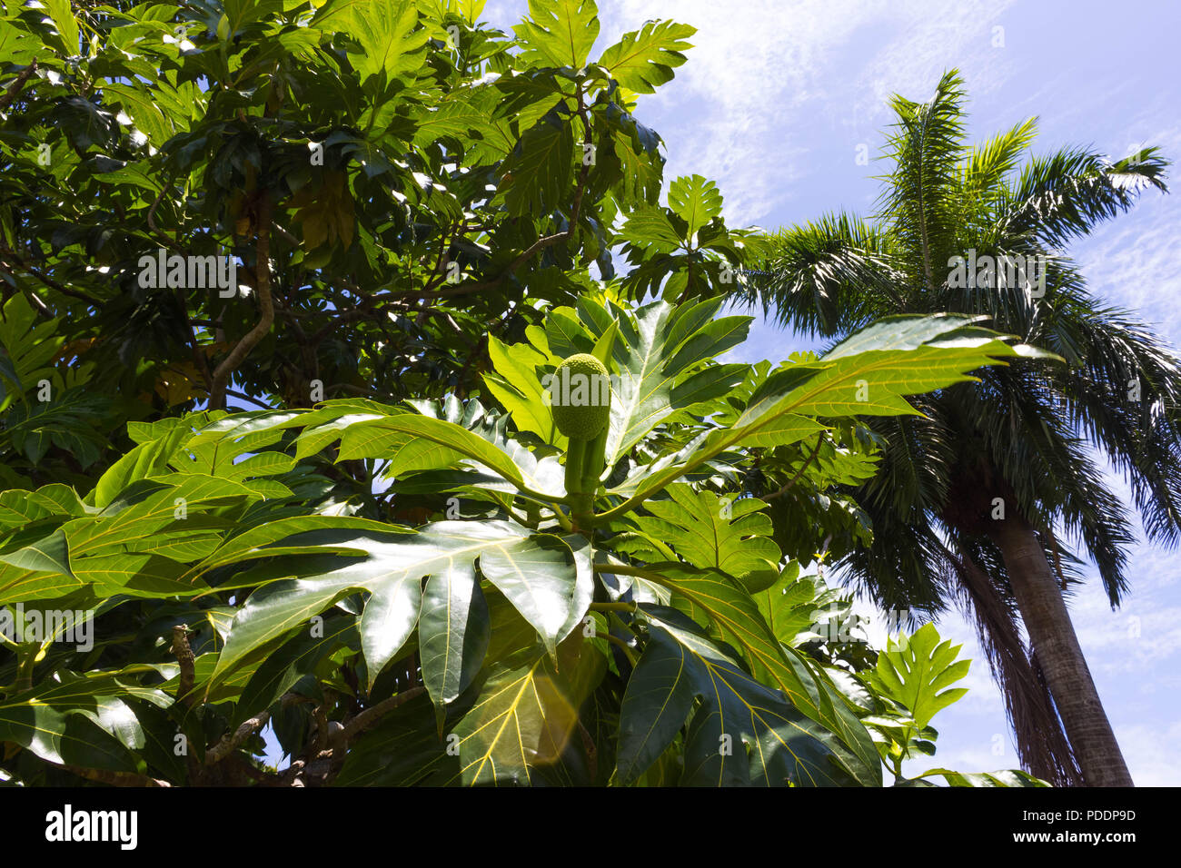 Artocarpusaltilis hi-res stock photography and images - Alamy