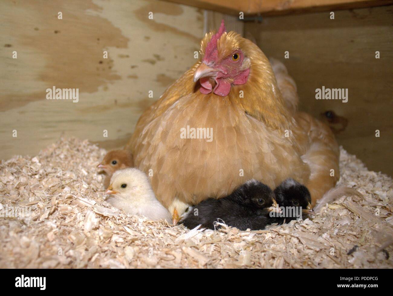 Chickens family hi-res stock photography and images - Alamy