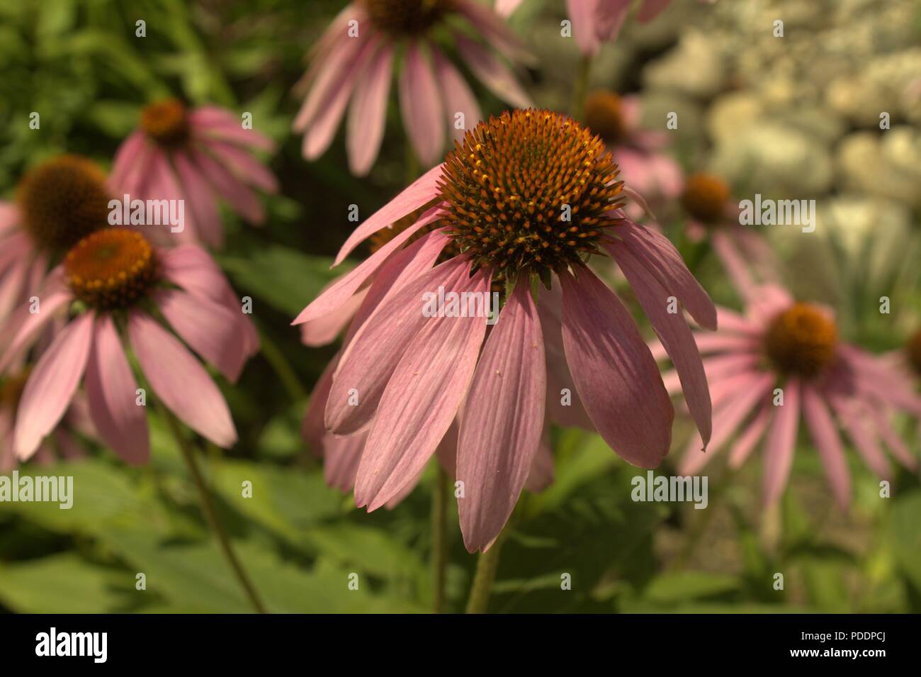 Pale pink cone flower hi-res stock photography and images - Alamy