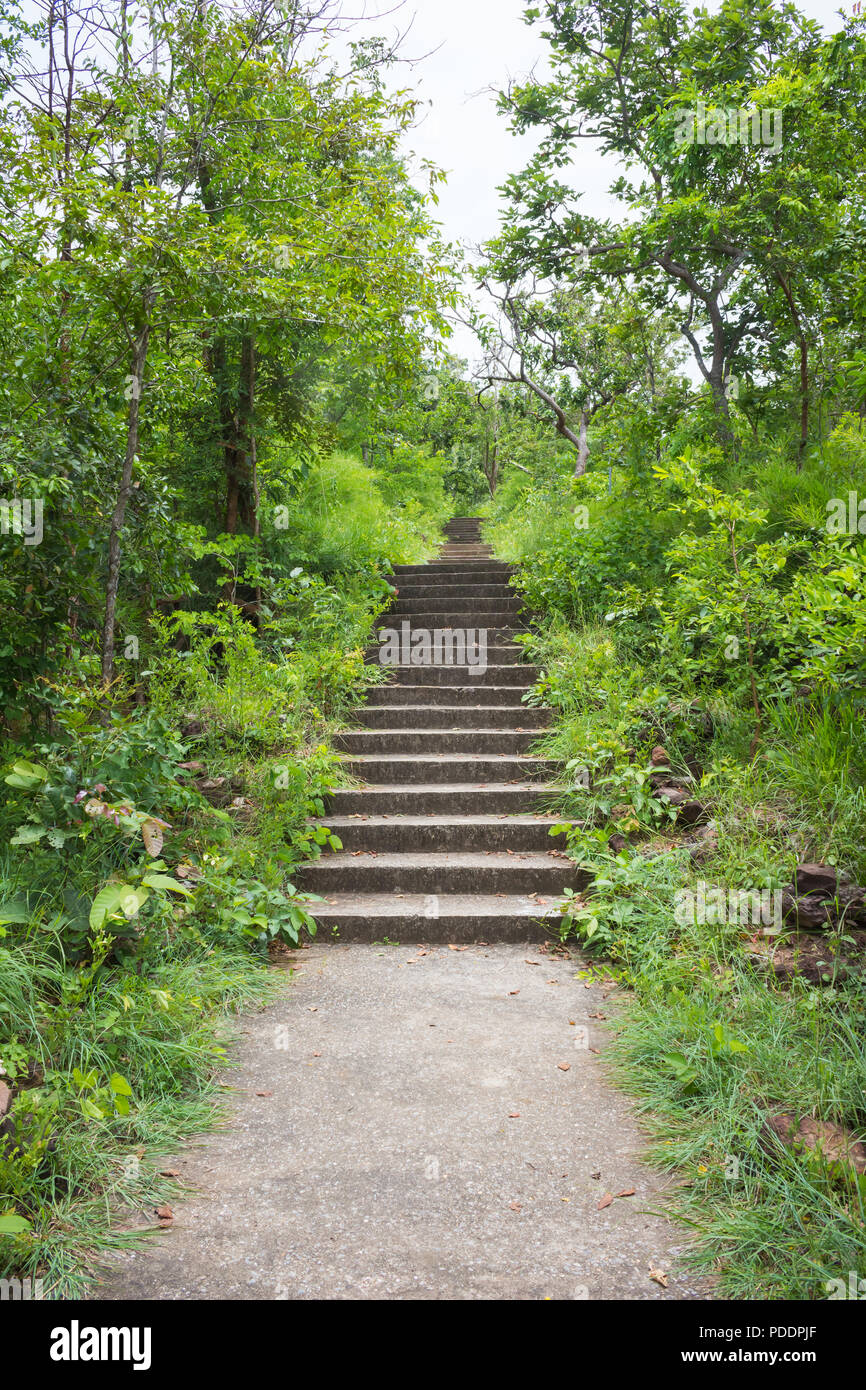 Jungle, forest path, mud steps with wood Stock Photo - Alamy