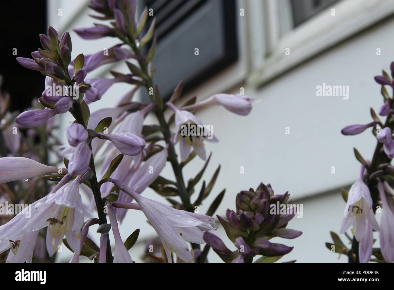 Hunny bee hi-res stock photography and images - Alamy