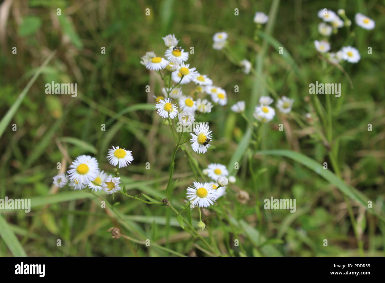 Hunny bee hi-res stock photography and images - Alamy