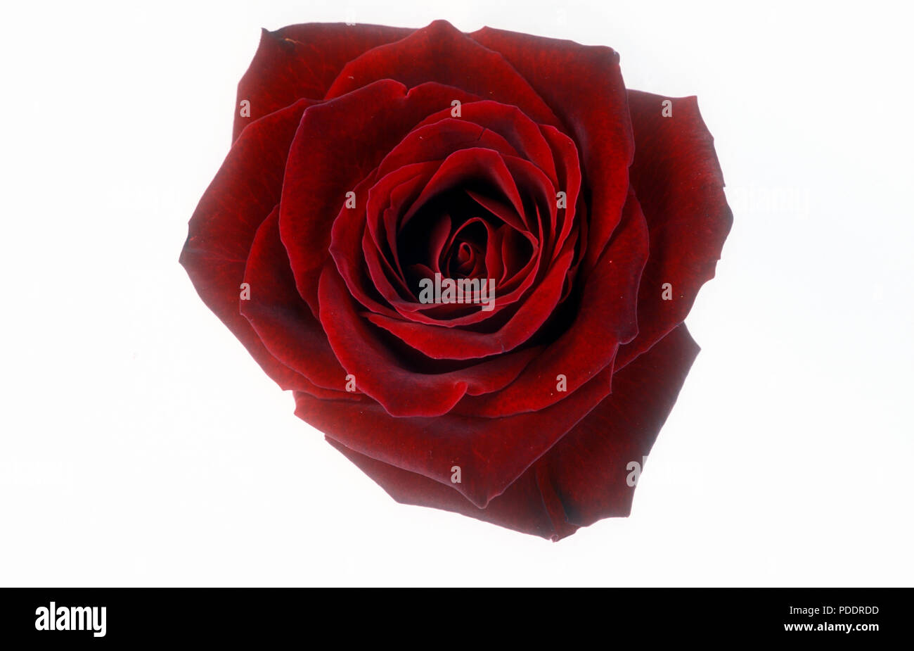 Studio image of a single deep red rose (Rosa Stock Photo - Alamy