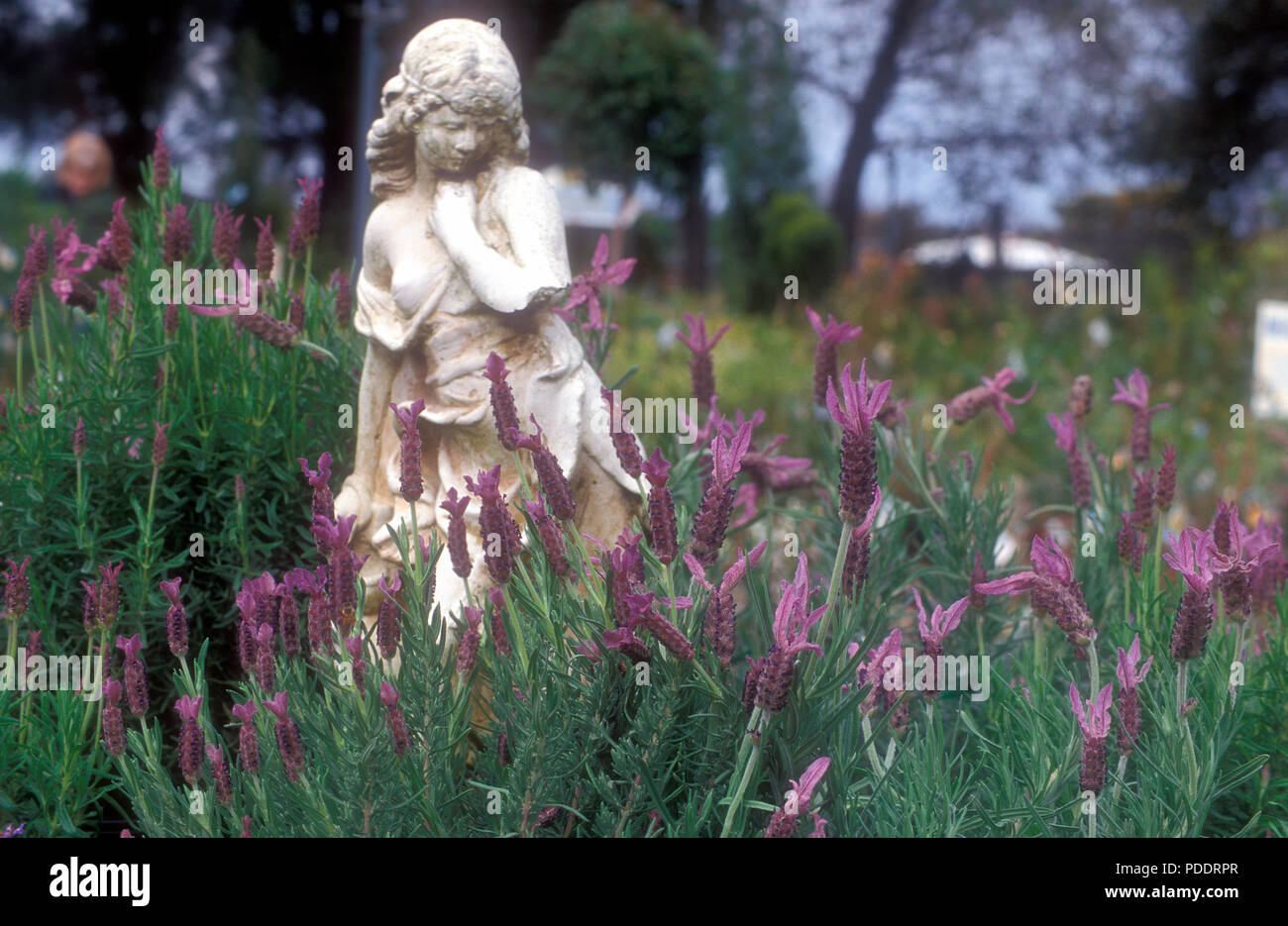 Garden statue of a little girl set amongst French lavender (Lavandula ...