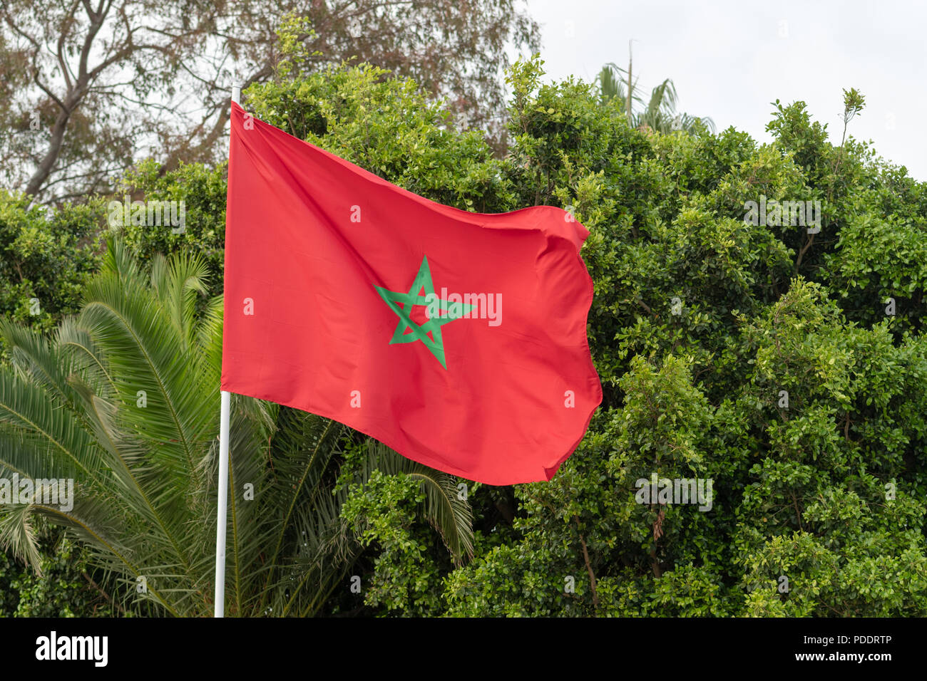 Moroccan flag in front of trees Stock Photo - Alamy