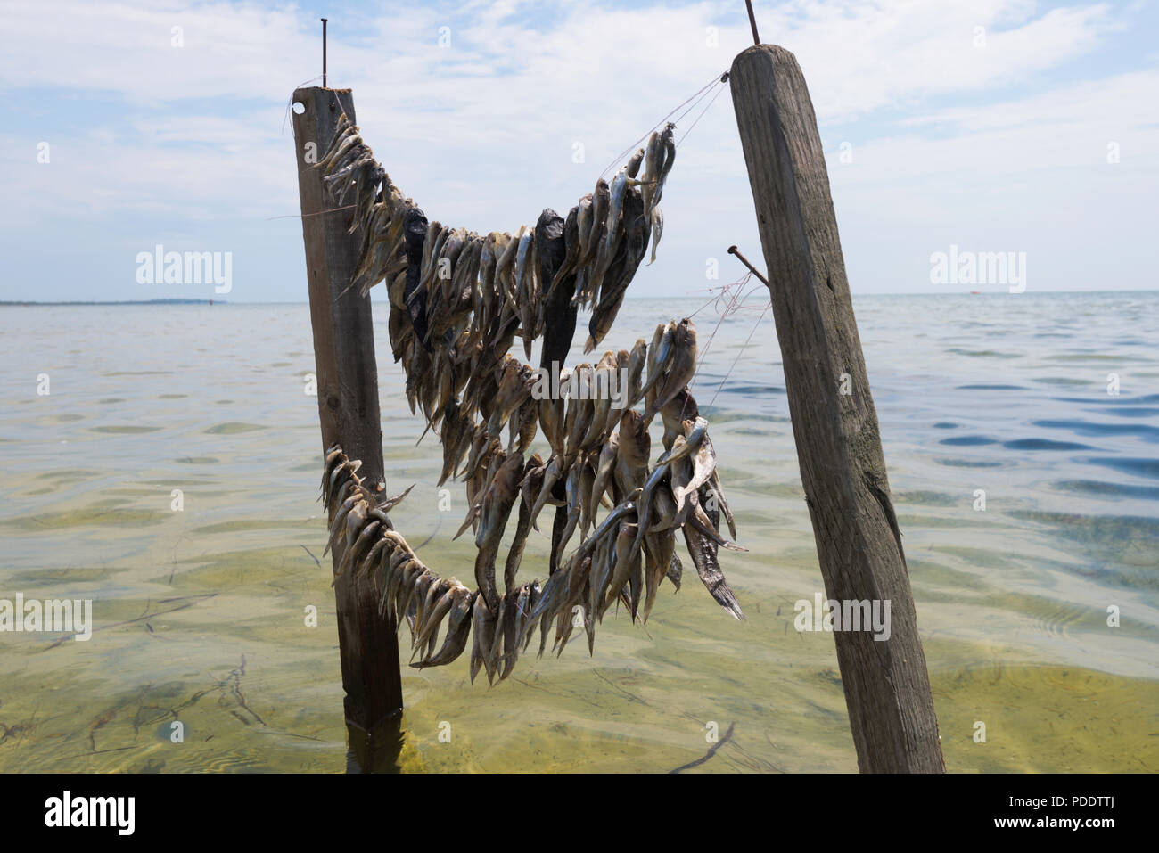 Preparing dried fish hi-res stock photography and images - Alamy