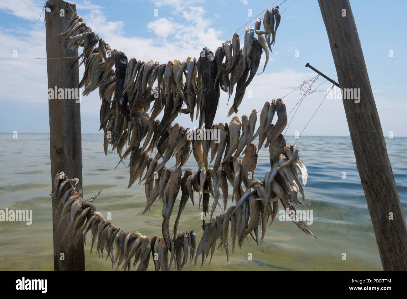 Drying salted fish hi-res stock photography and images - Alamy